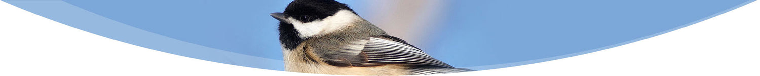 Anti-Collision Window Decals | UV Liquid for Birds – WindowAlert