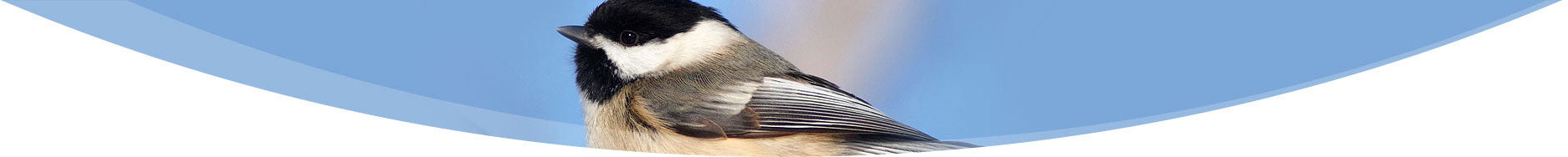 Anti-Collision Window Decals | UV Liquid for Birds – WindowAlert