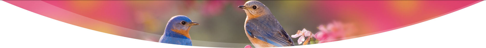 Decals – WindowAlert