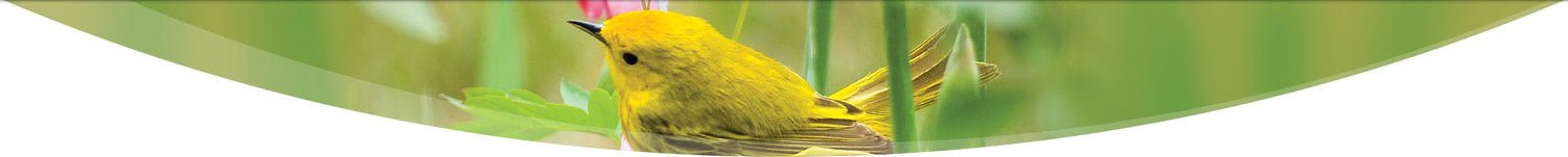 Collections – WindowAlert