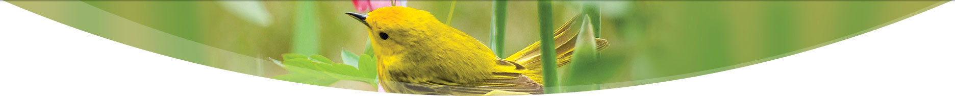 Collections – WindowAlert